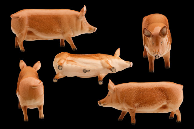 Beswick "Champion Boy" Pig No.1460. – Sue Todd Antiques